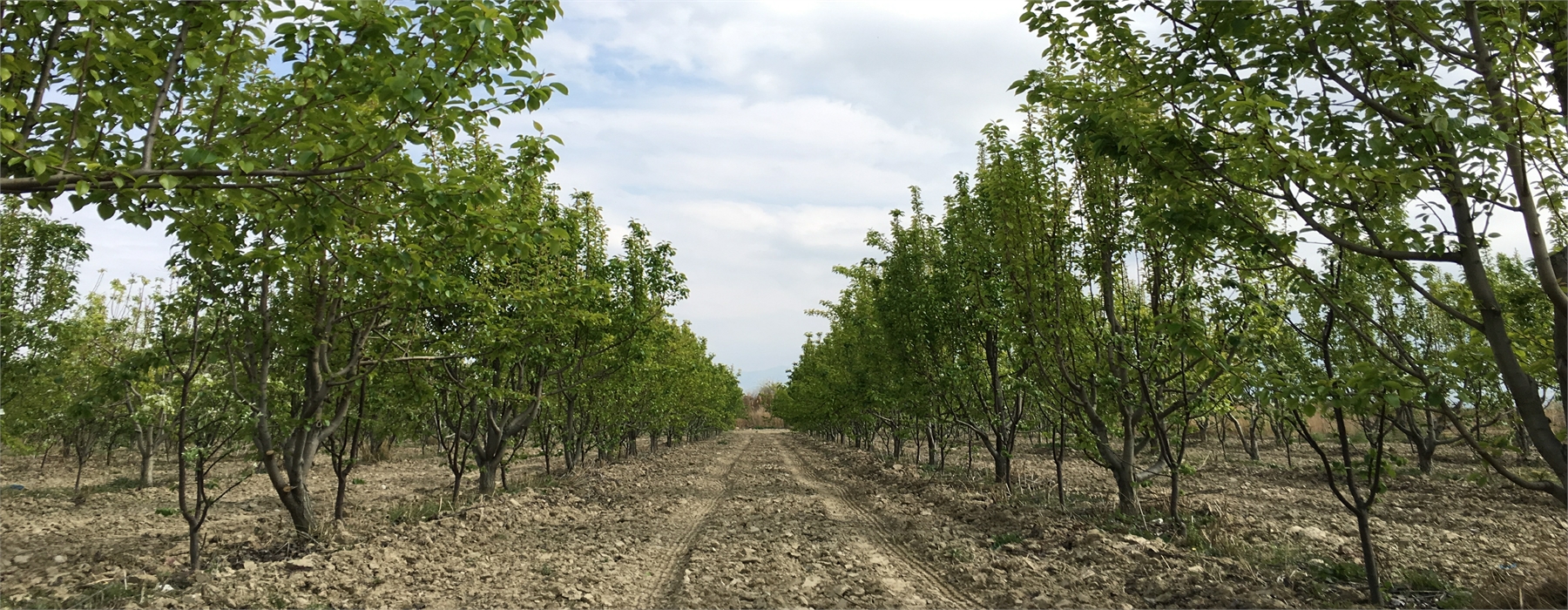 Erarslan Farming & Exporting Fresh Fruit